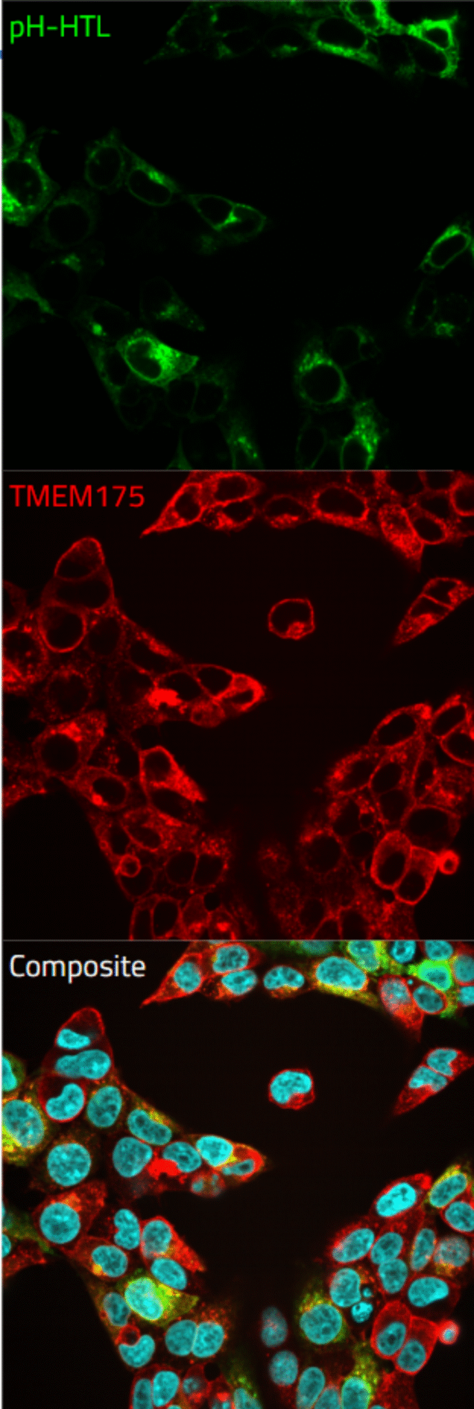 Comprehensive Assay Collection for TMEM175 Drug Discovery | ION Biosciences